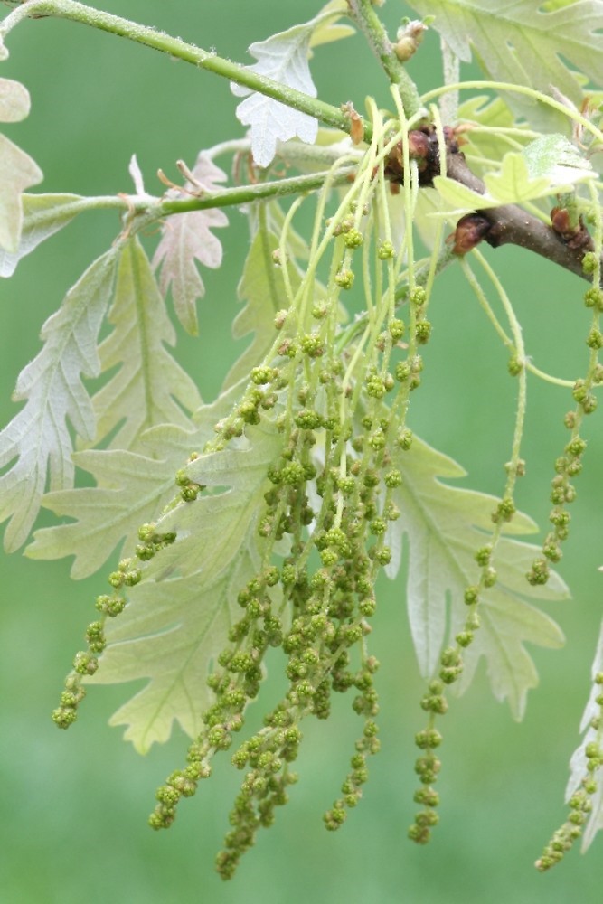 White Oak – Friends of Pinchgut Creek
